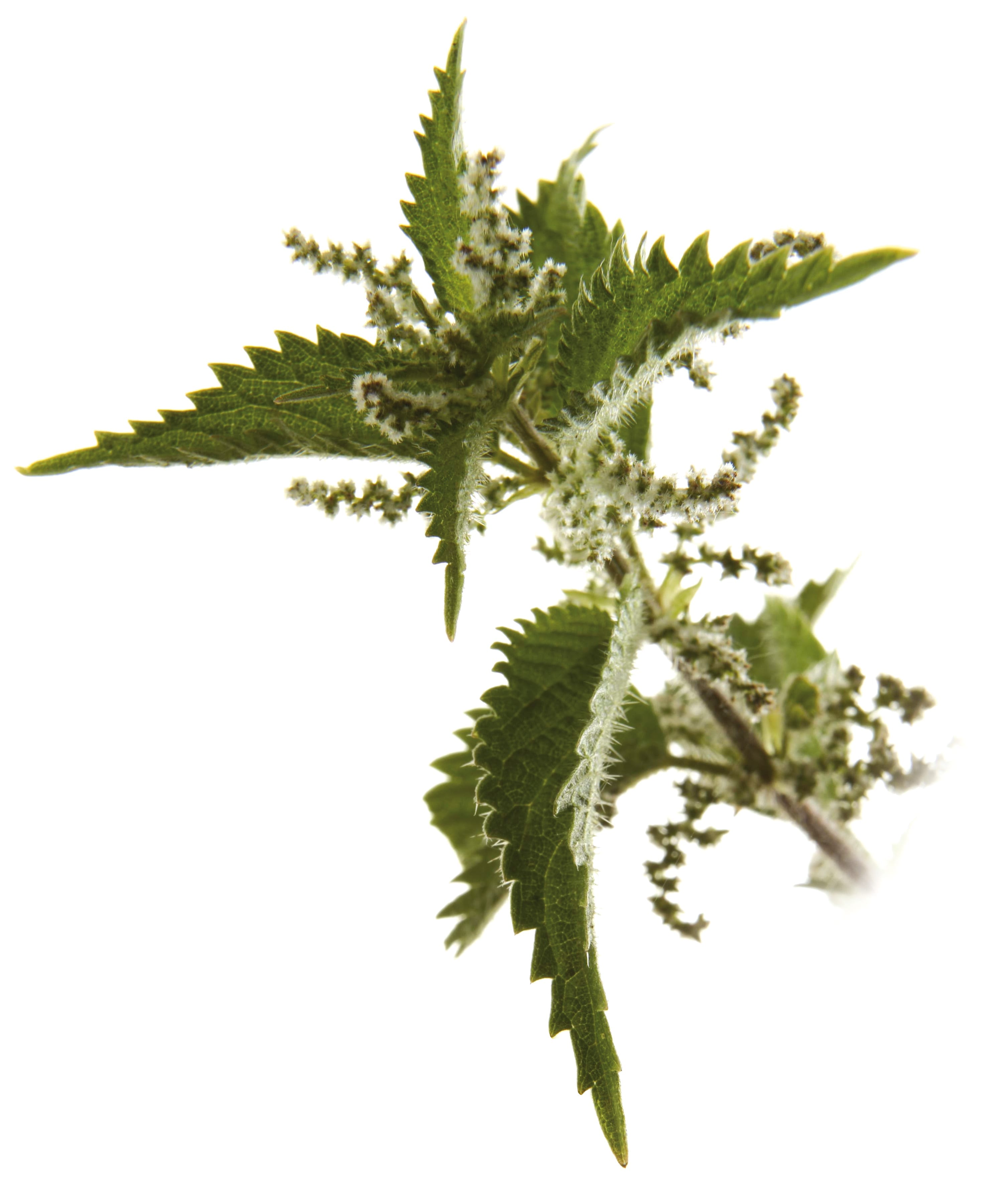 ORTIGA - Soria Natural